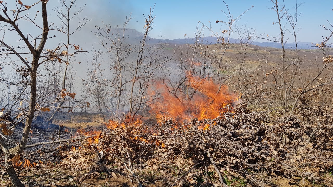 Burrel, 5 ha pyje dushqe përfshihen nga flakët - Vizion Plus