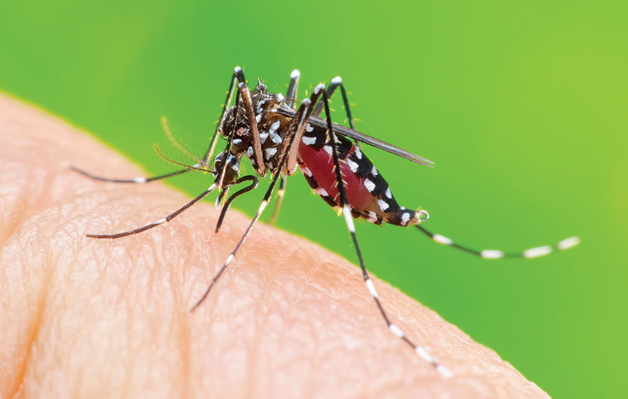 Mushkonjat pickojnë (më shumë) këta 4 tipa njerëzish - Vizion Plus