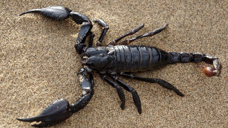 23-vjeçarin e pickon akrepi në Karaburun - Vizion Plus