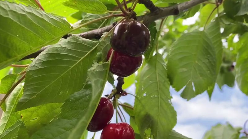 Breshëri dëmtoi qershitë; fermerët në Mallakastër: Kemi humbur ...